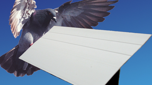 AZ Bat & Bird Solutions